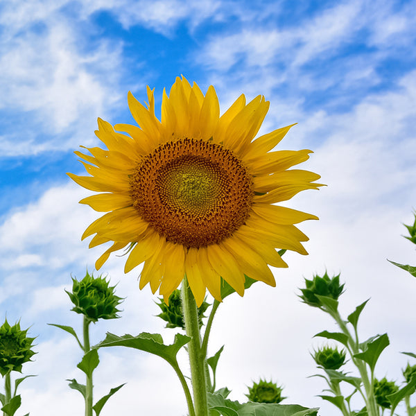 Organic seeds - Sunflower, Mammoth OG | Sage Garden